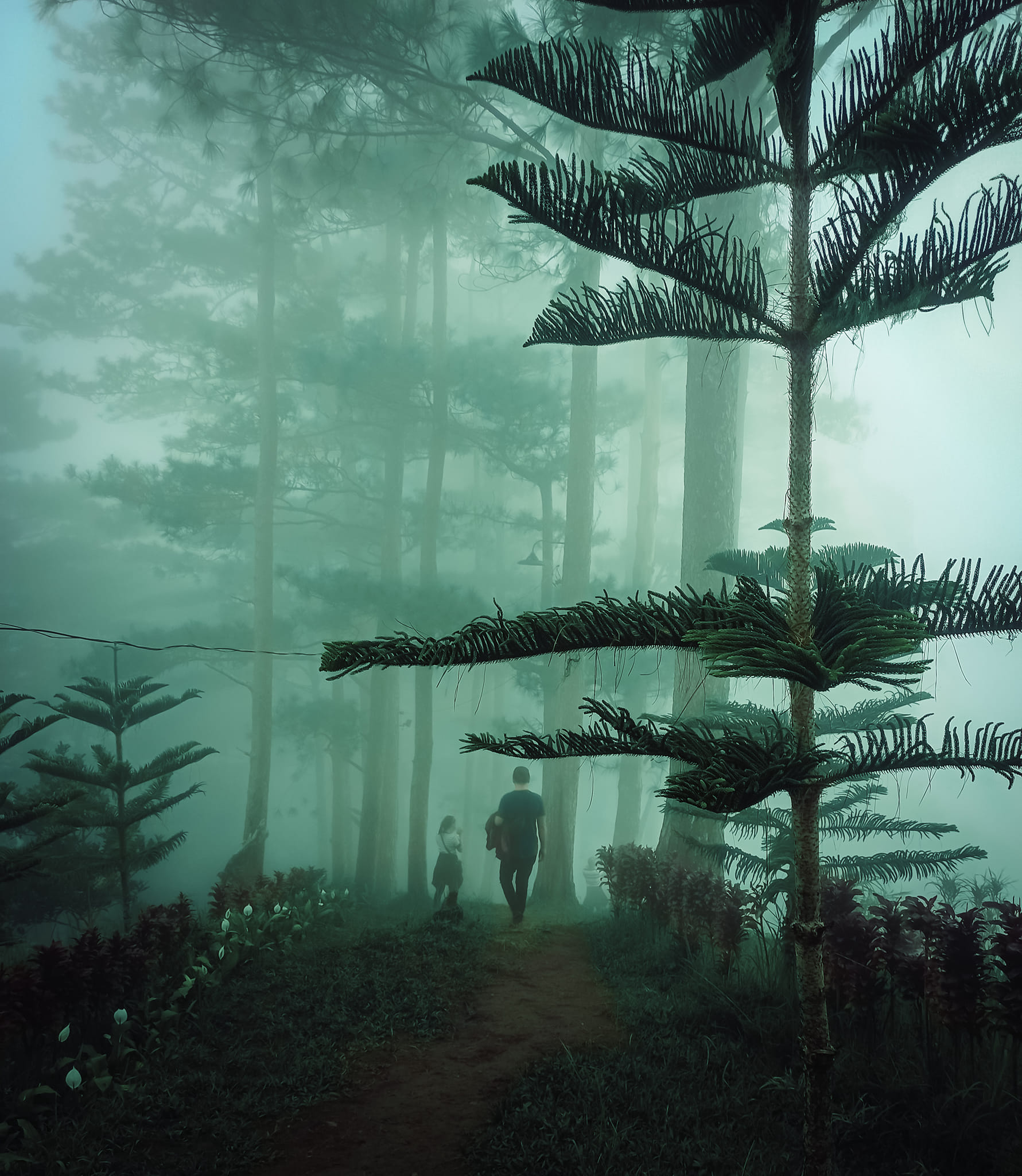 Bucari Pine Forest – Leon Iloilo Tourism