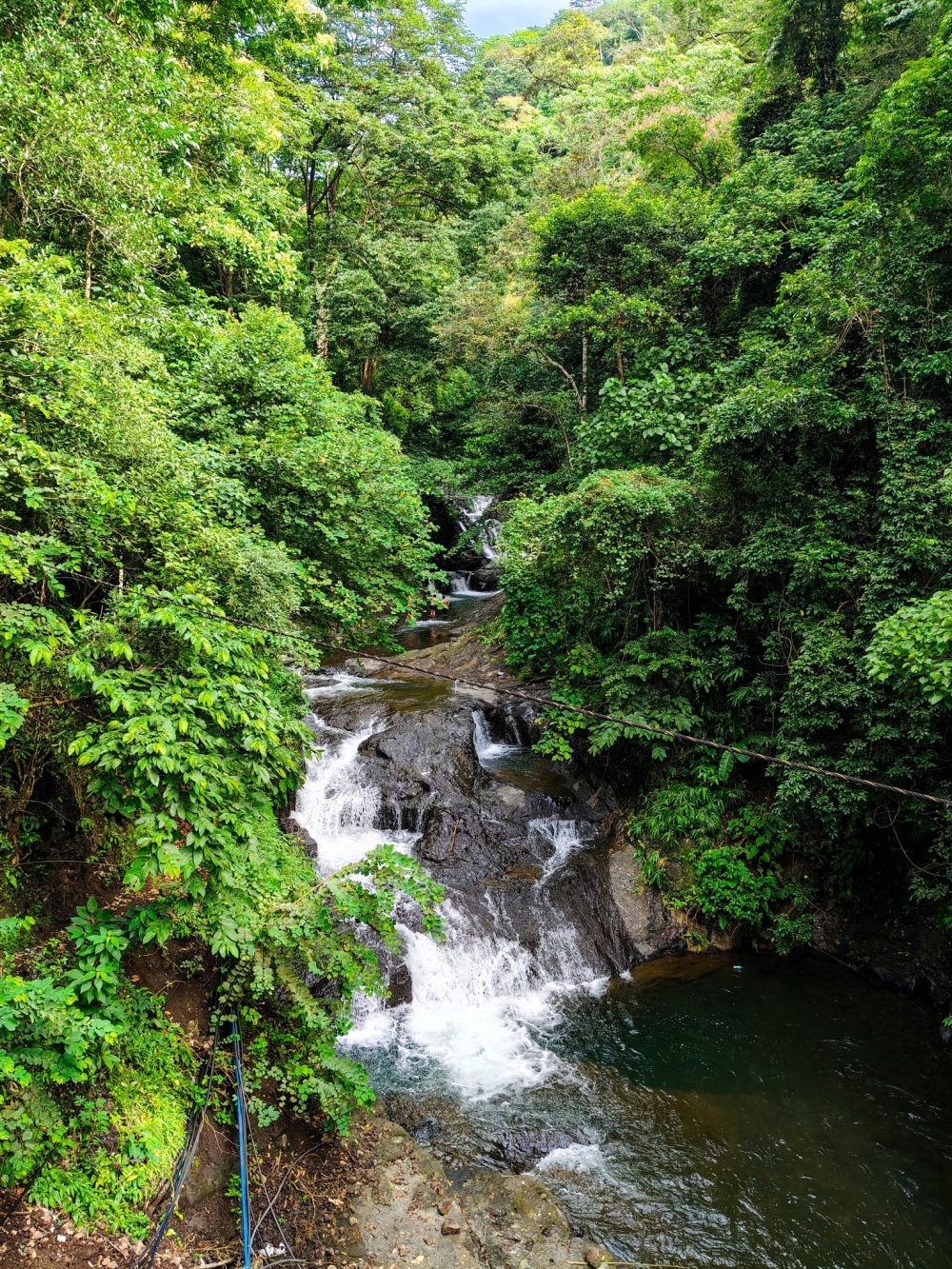 Bucari Pine Forest – Leon Iloilo Tourism